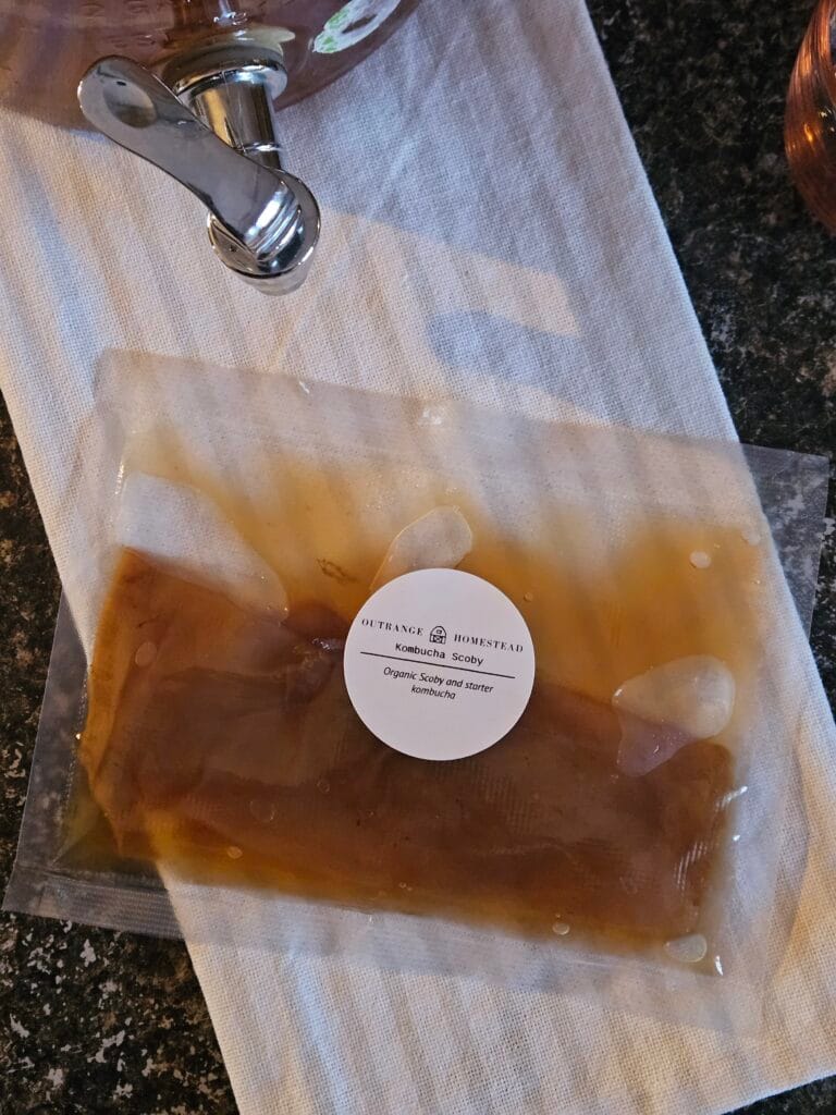 Kombucha SCOBY Starter Kit ORGANIC– Brew Your Own Probiotic-Rich ...